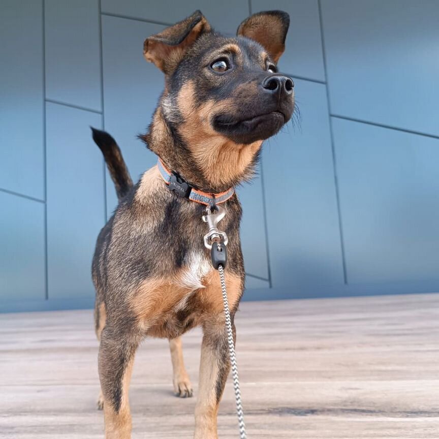 Собака в добрые руки