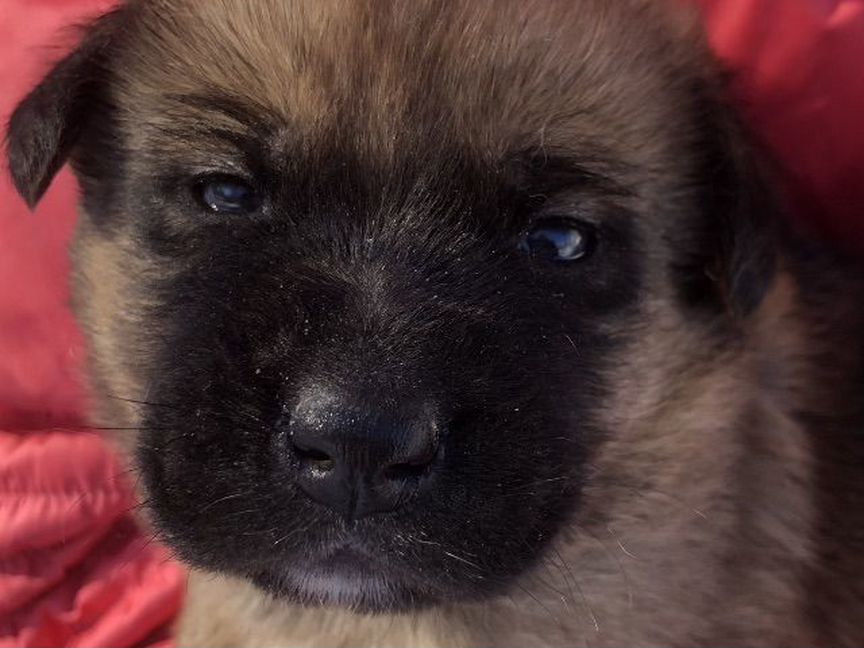 Бемби 1,5 месяца, полукровка