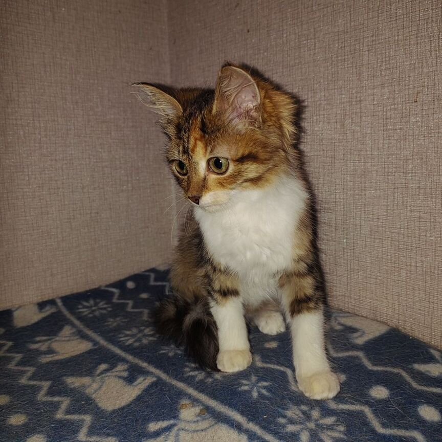 Бесплатно красивая кошечка. От нас подарочки