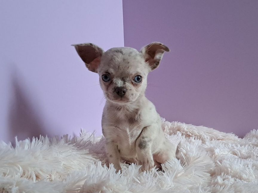 Мальчик голубой мерле