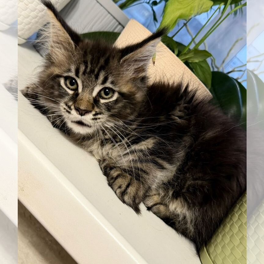 Мейн-кун котёнок