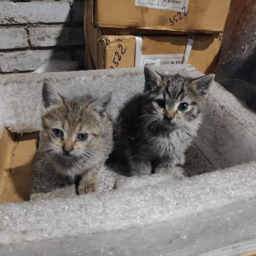 Пропадают никому ненужные котята
