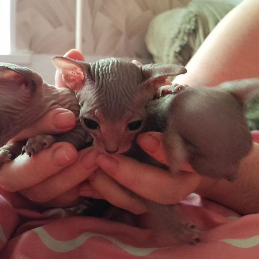 Донской сфинкс котёнок