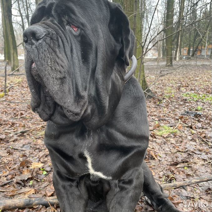 Мастино Неаполитано Вязка (кобель)