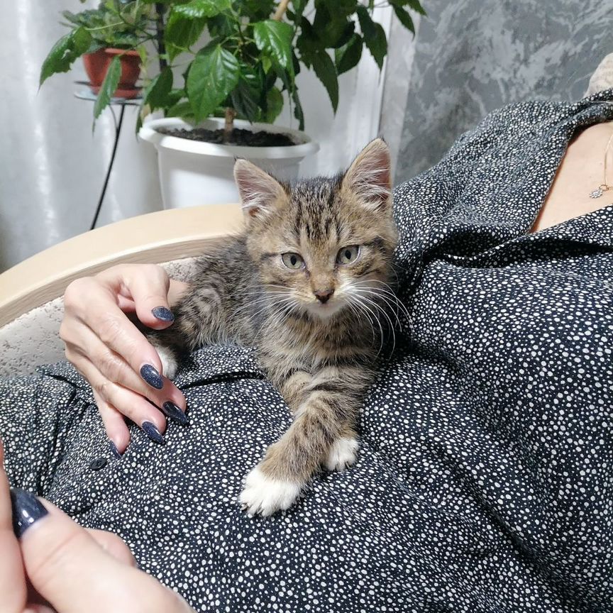 Котенок в добрые ручки