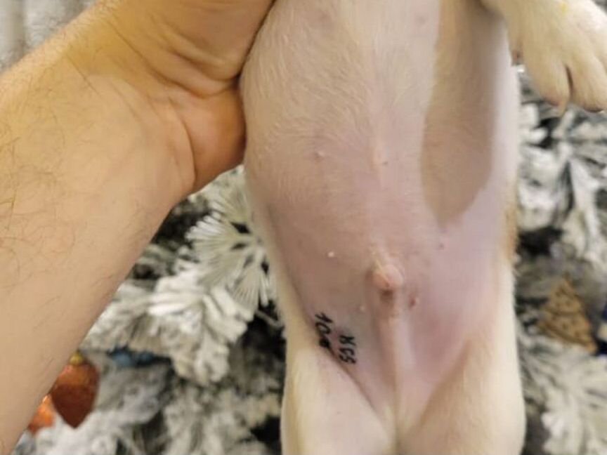 Собаки щенки