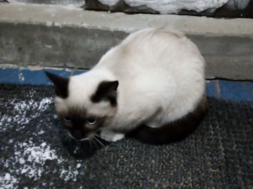 Сиамский котёнок мальчик