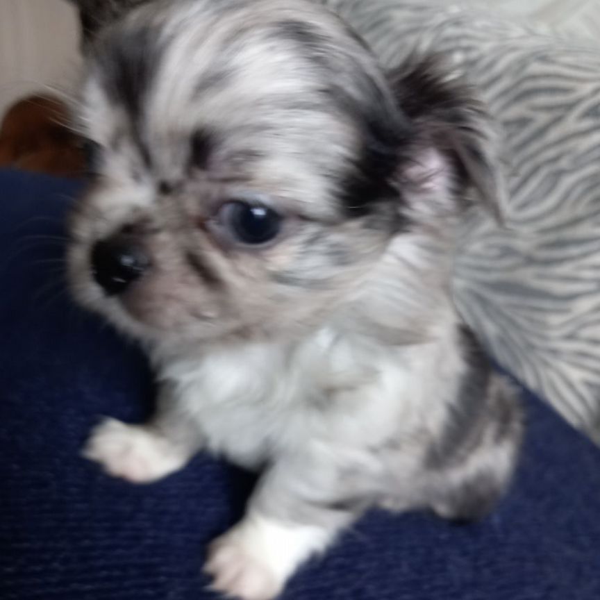 Щенки чихуахуа мраморный мальчик