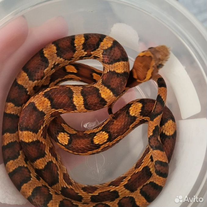 Самка маисового полоза, нормал, 1 год