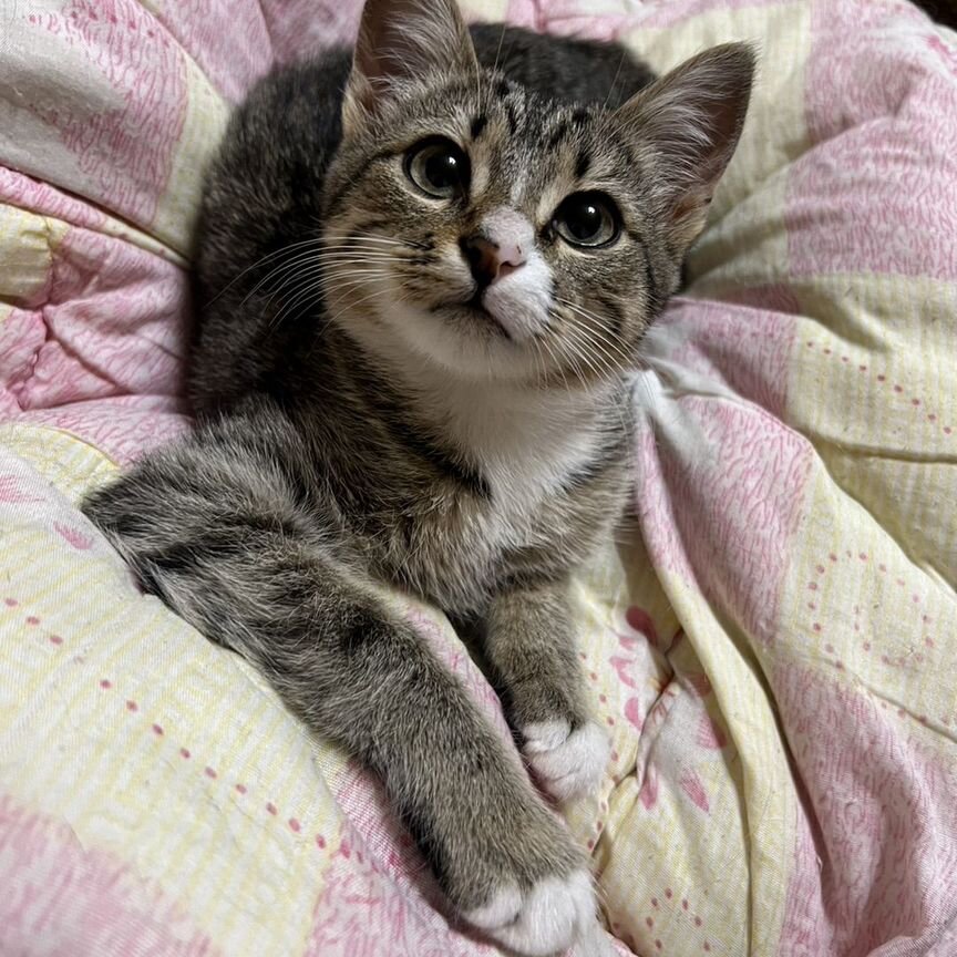 Котенок девочка