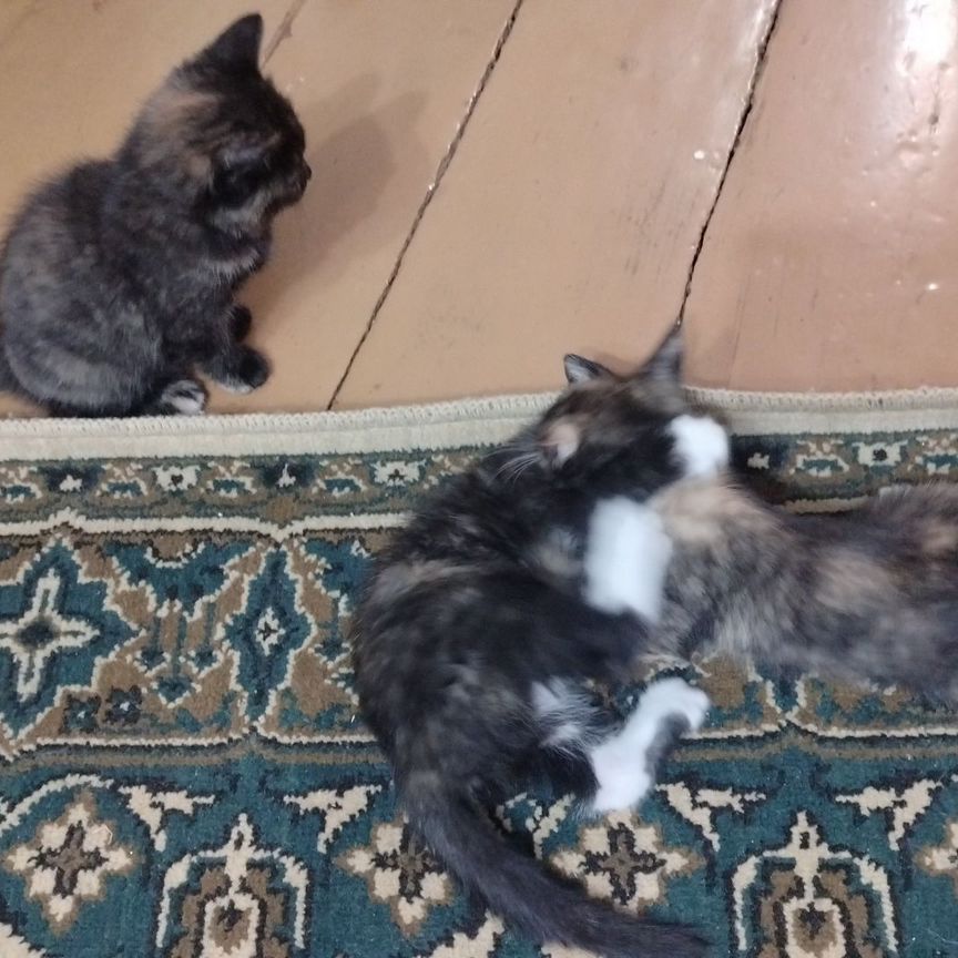 Котята в добрые руки
