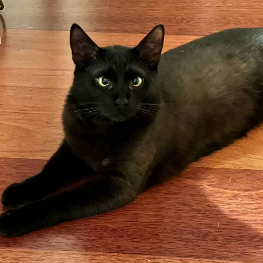 Взрослый кот в добрые руки