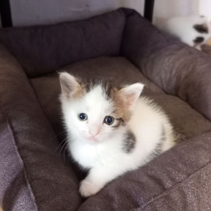 Котята милые, от кошки мышеловки