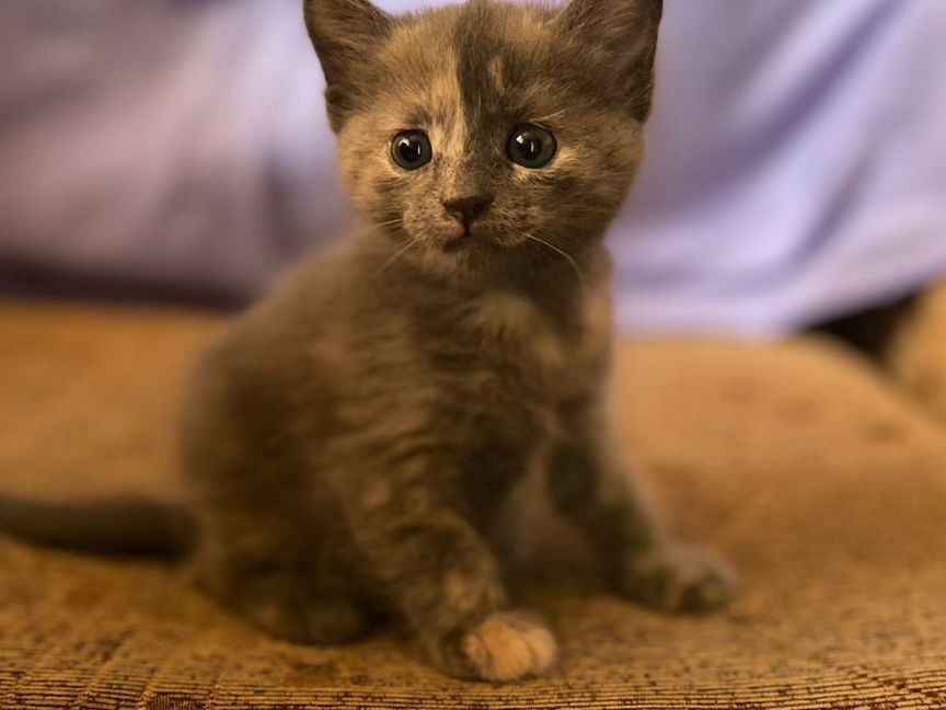 Котята в добрые руки, Ангелина