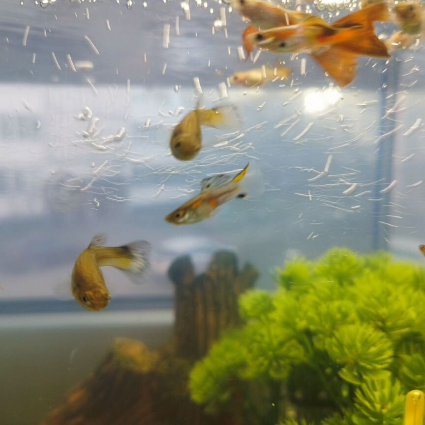 Рыбки гуппи