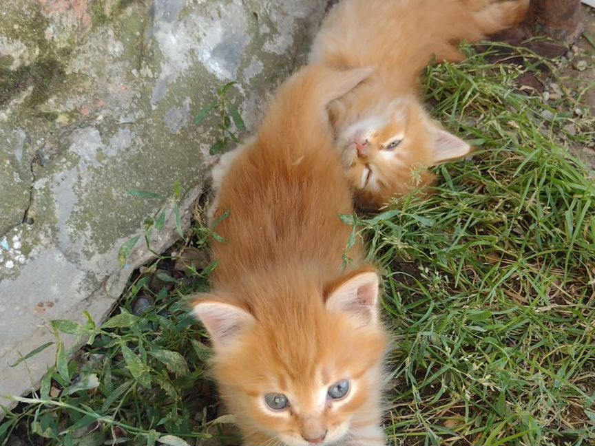 Суперкотята в добрые руки