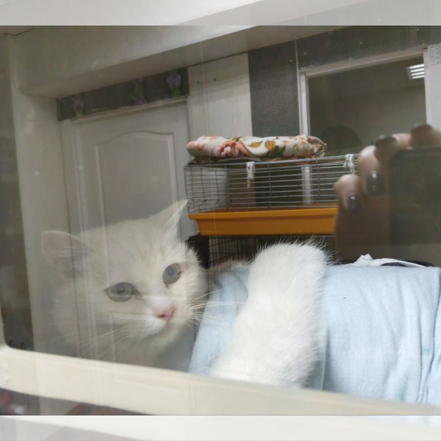 Котёнок в добрые руки