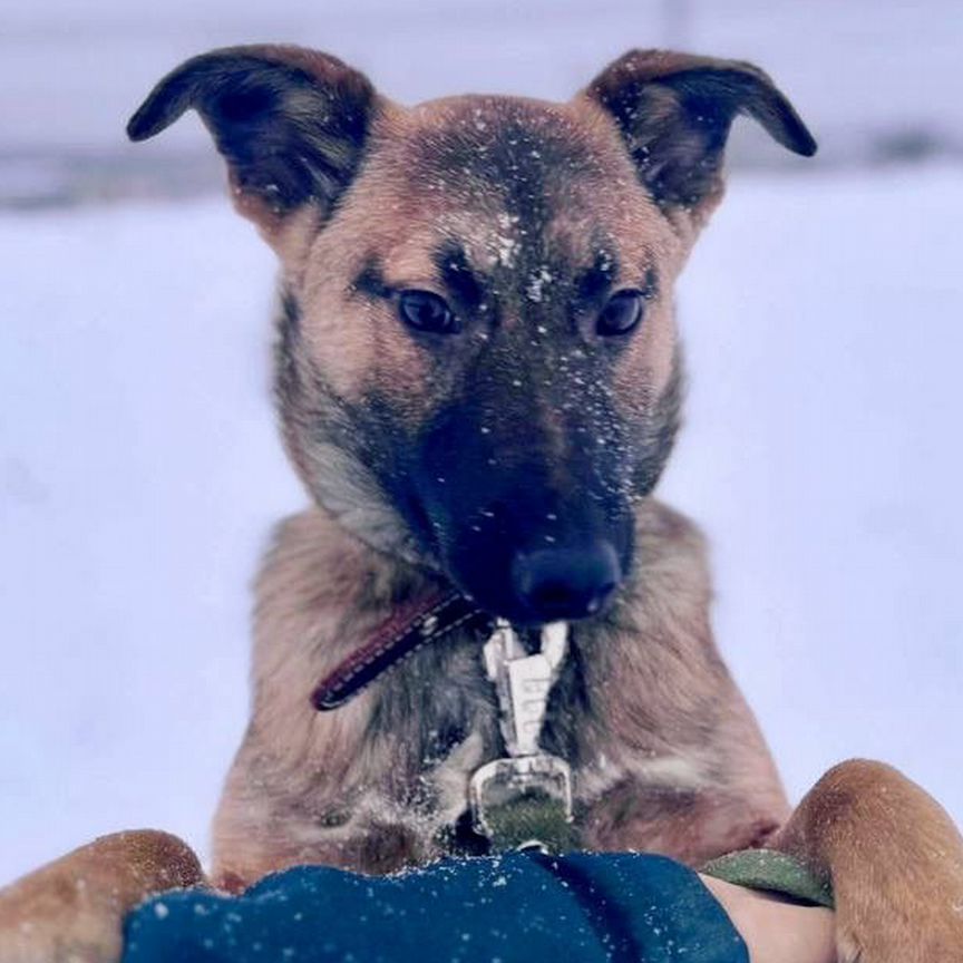 Щенок в добрые руки