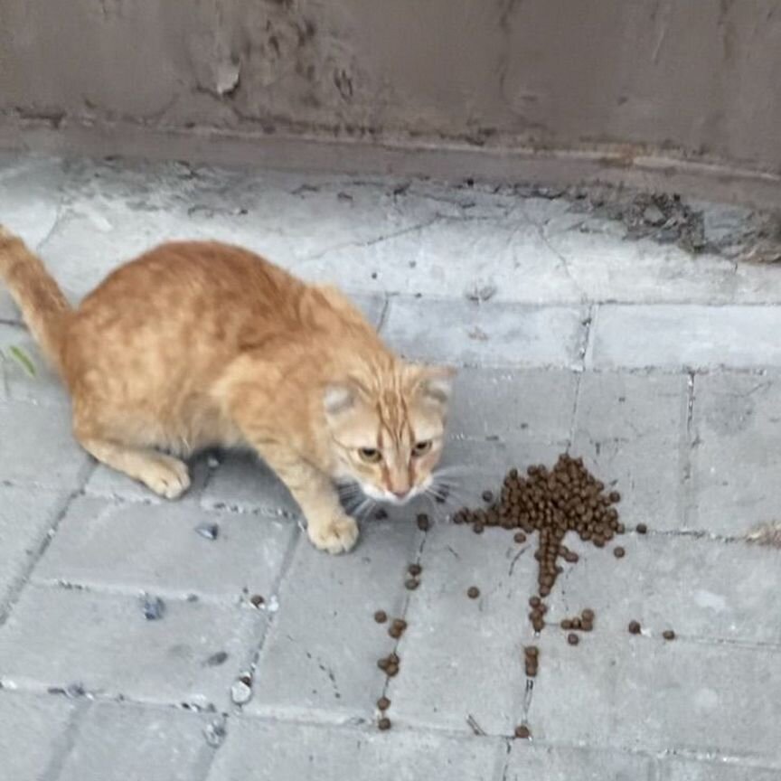 Вислоухая рыжая кошка или кот на улице