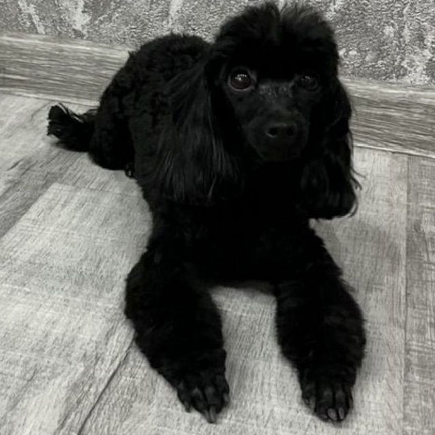 Той-пудель, взрослый пёс