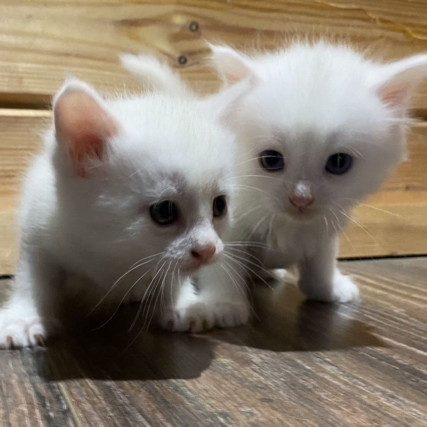 Мейн-кун котёнок