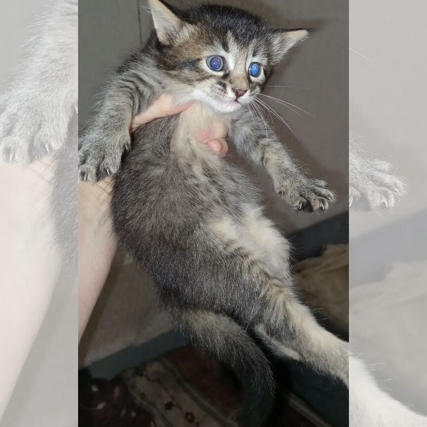 Сомалийский котёнок