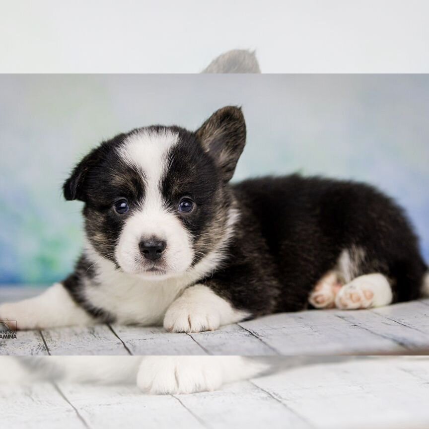 Вельш Корги Кардиган, щенок