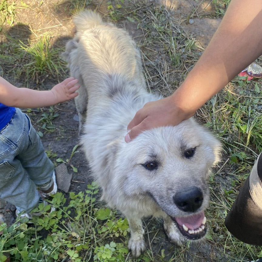 Взрослая собака в добрые руки