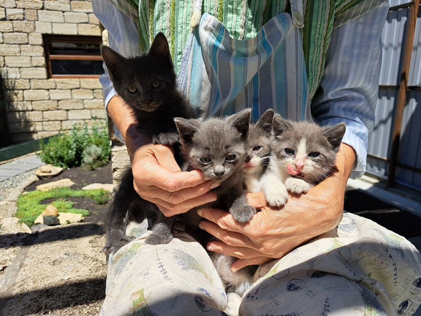 Пушистиков в добрые руки