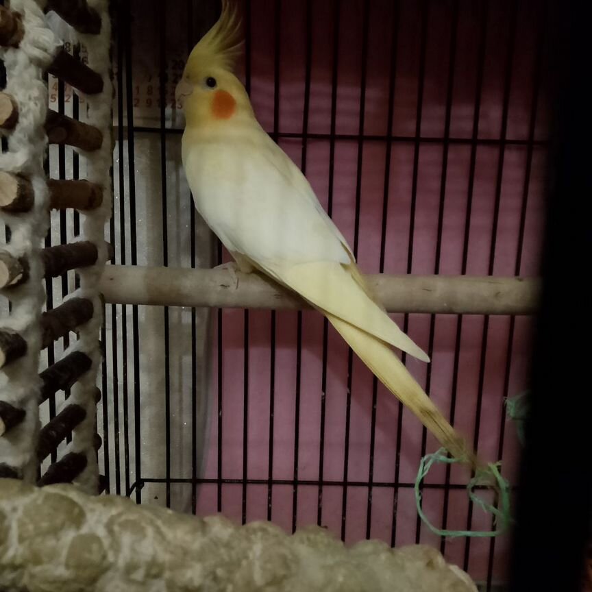 Попугаи кореллы пара