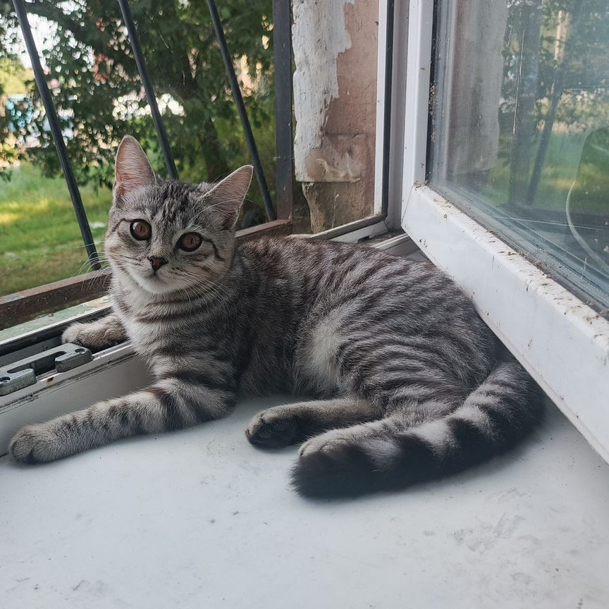 Котёнок в добрые руки