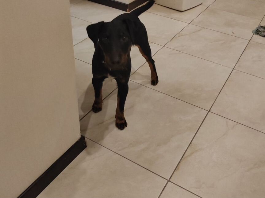 Ягтерьер в добрые знающие руки