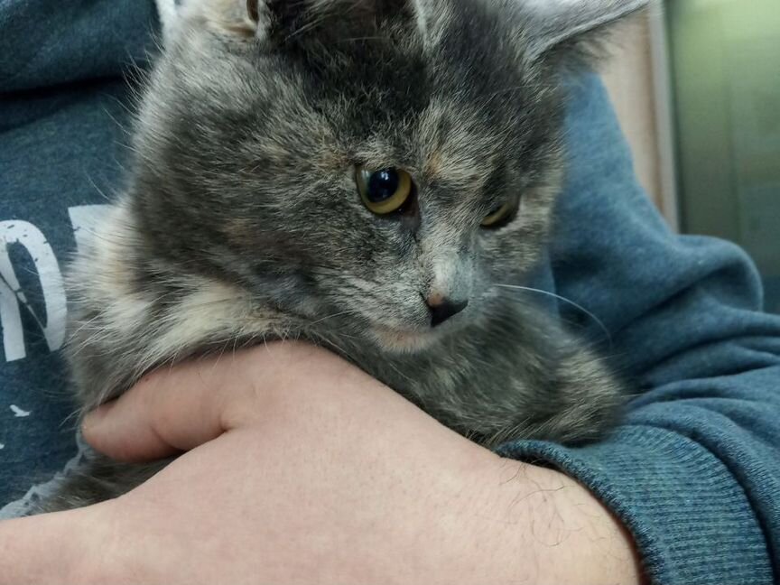 Котенок Фиби ищет дом
