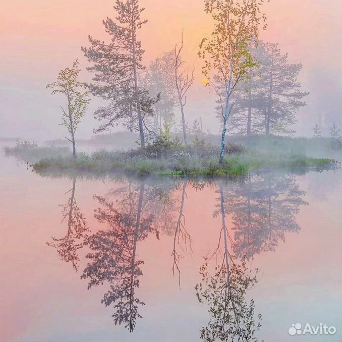 Черепаха сухопутная