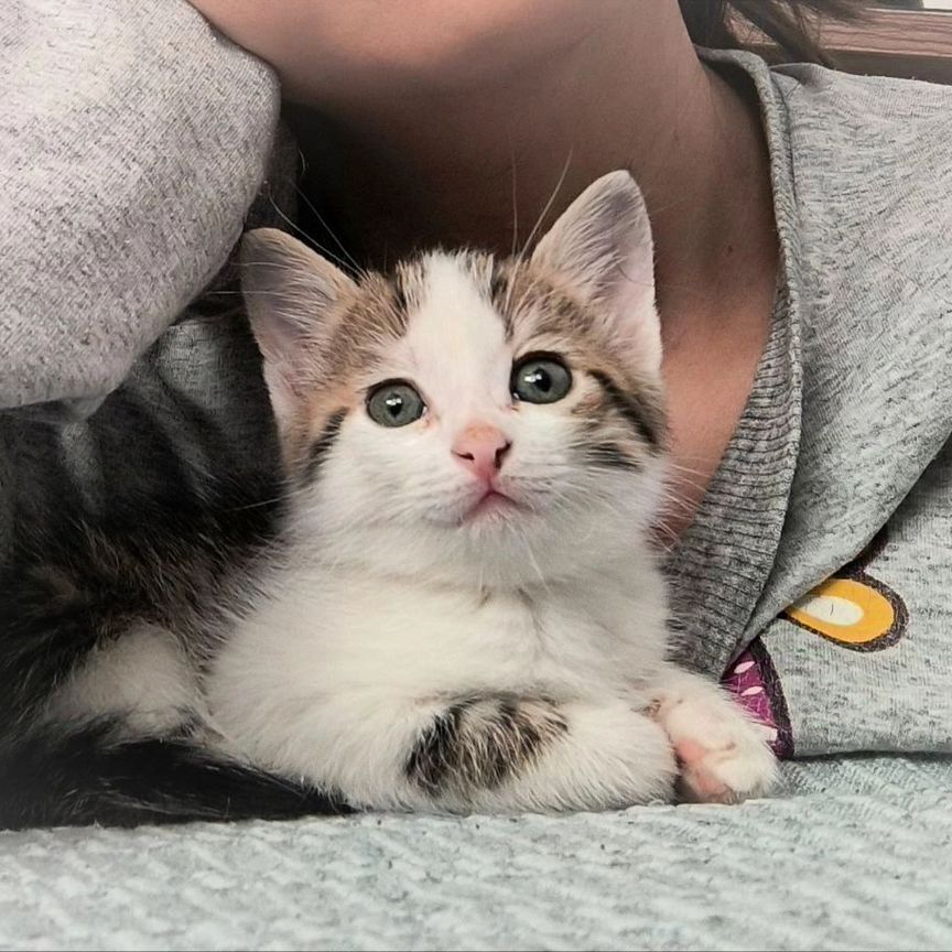 Котенок девочка
