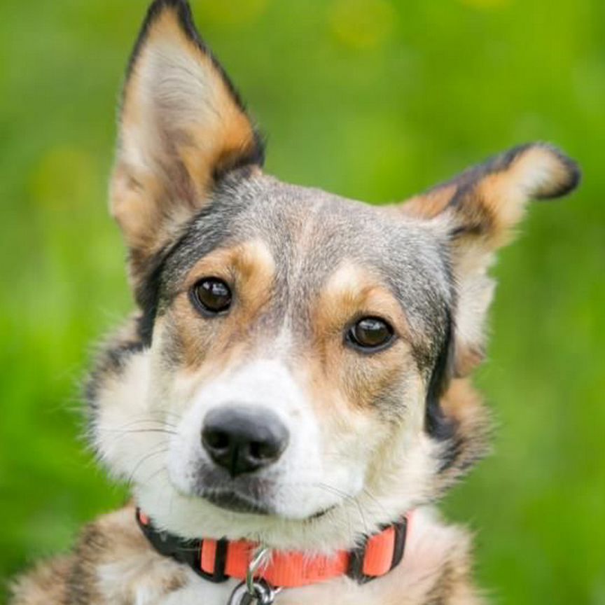 Добрая собачка Джуля в добрые руки