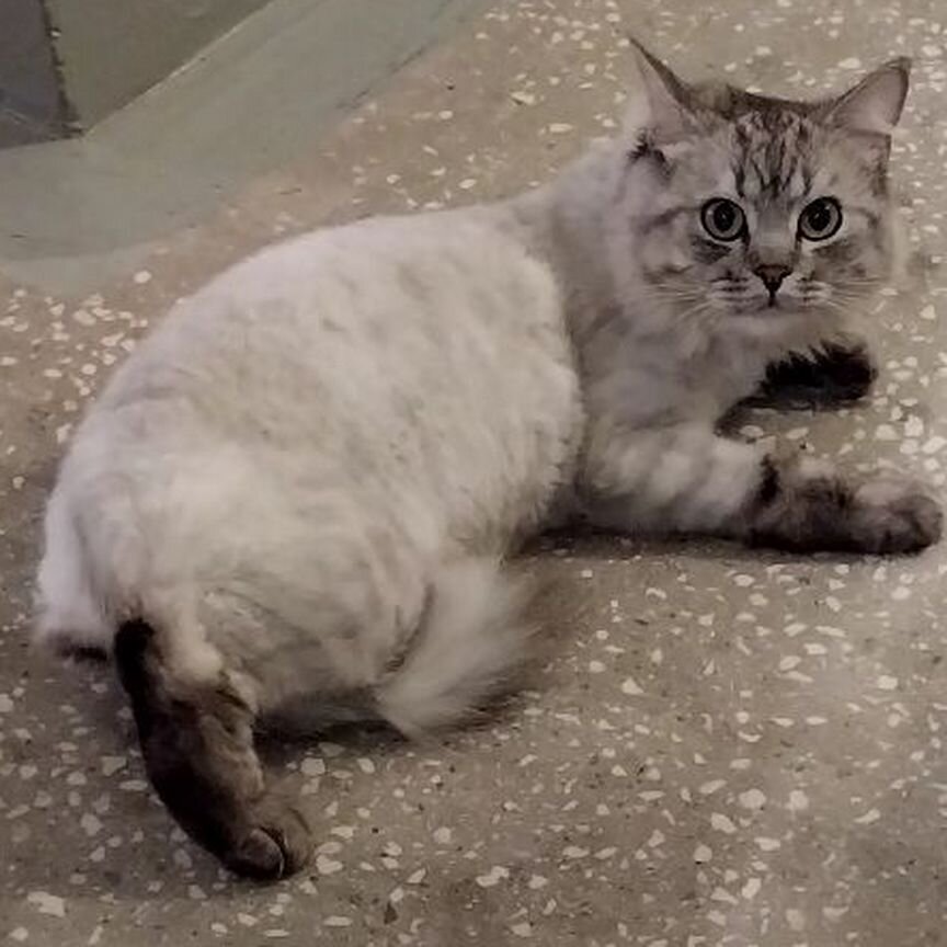 Мурзик кот