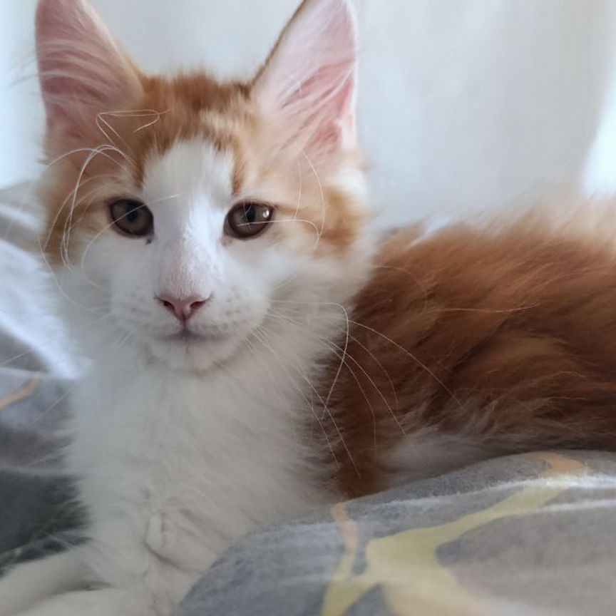 Мейн-кун котёнок