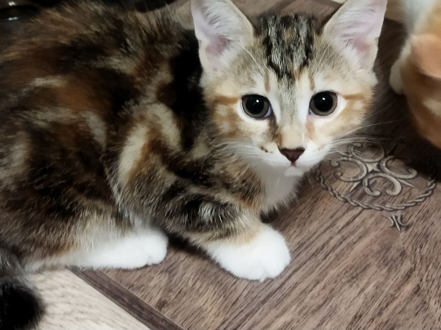 Кошка в дар бесплатно