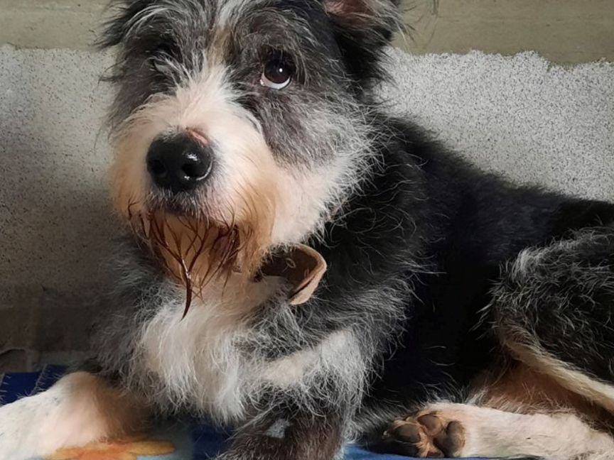 Собака в добрые руки