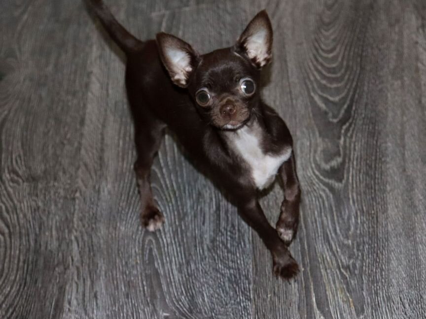 Шоколадка для Души