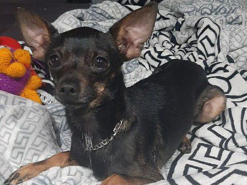 Той-терьер вязка