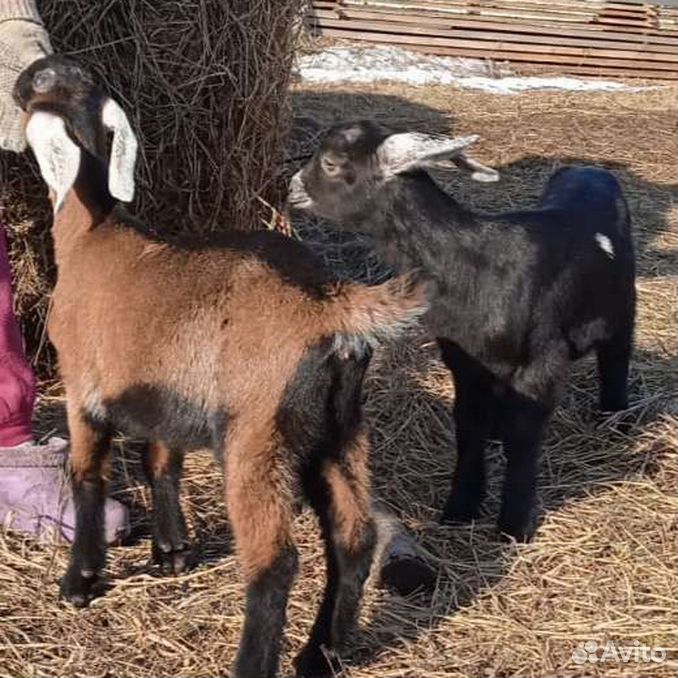 Англо нубийские козы