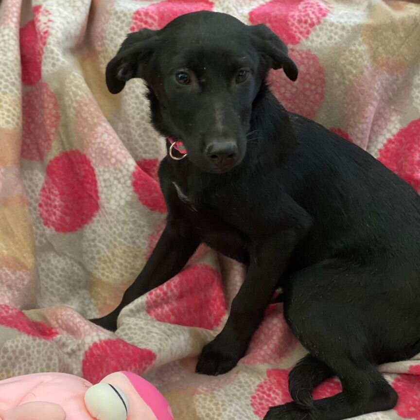 Щенок в добрые руки