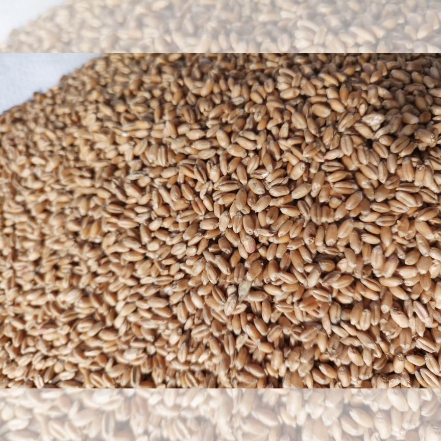 Пшеница фураж