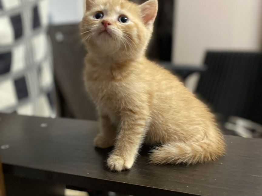 Котята шотланцы