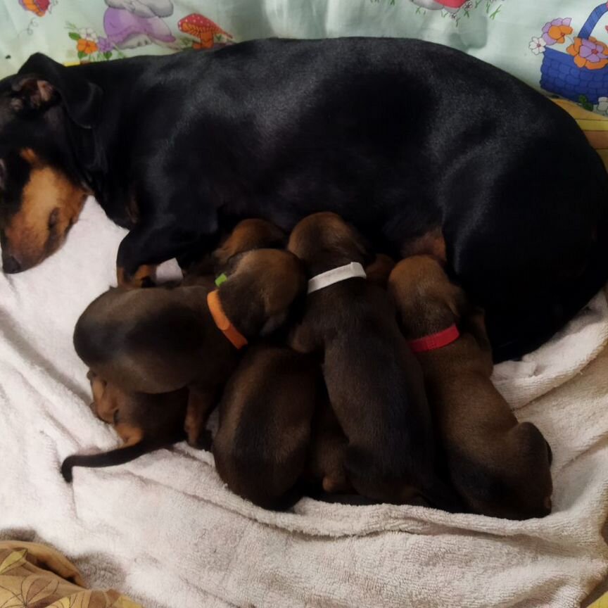 Такса, щенок