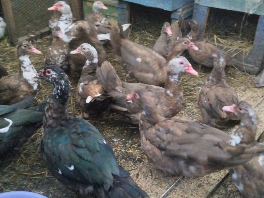 Индоутки на племя