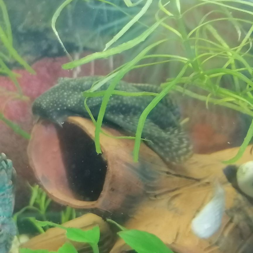 Аквариумные рыбки сомики