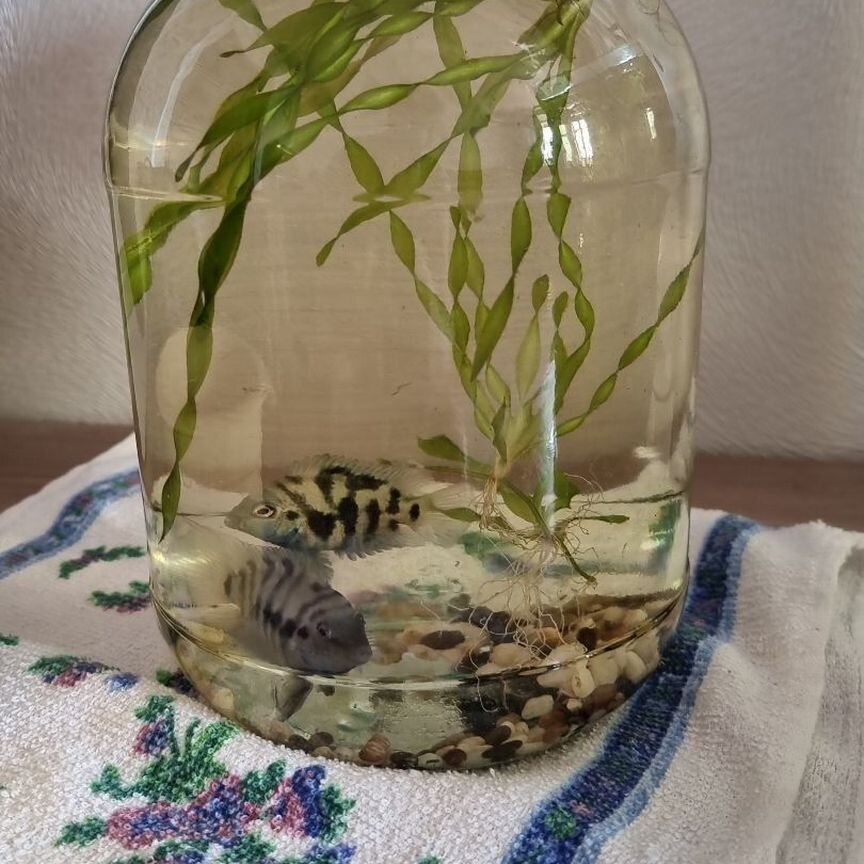 Суматранский серебристый попугай